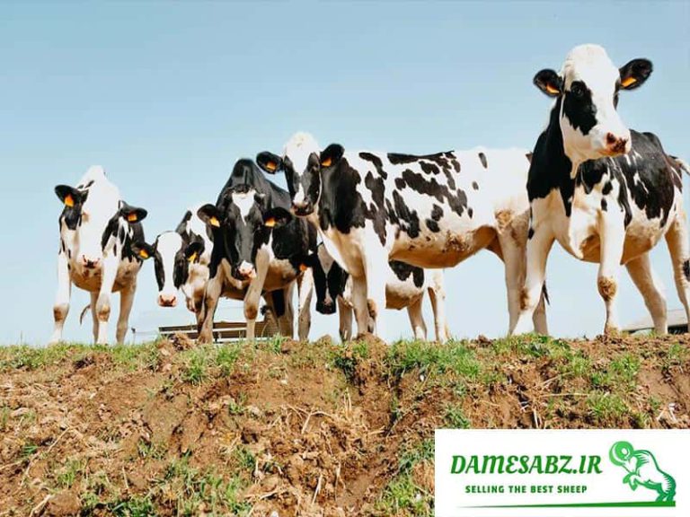 اصول پرورش گاو | روش نگهداری گاو شیری و گاو گوشتی | دام سبز