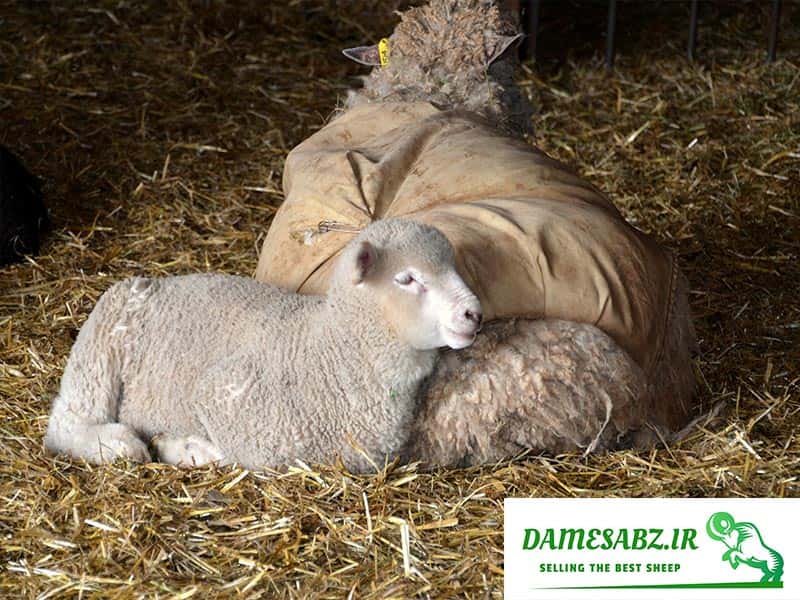 بیماری های گوسفند مهم ترین چالش های مرتبط با سلامت گوسفند دام سبز