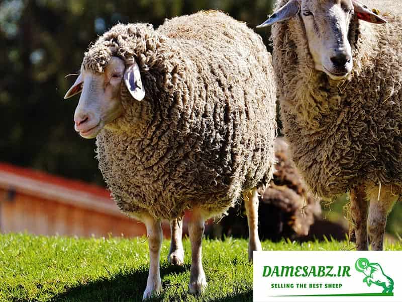 بیماری های گوسفند مهم ترین چالش های مرتبط با سلامت گوسفند دام سبز