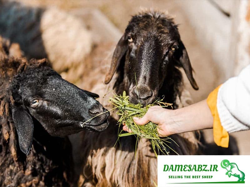 تغذیه گوسفند باید چگونه باشد؟ | بهترین خوراک و جیره گوسفند | دام سبز