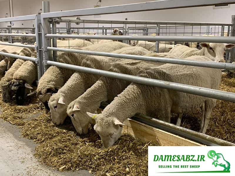 ساخت یک جایگاه و سرپناه خوب برای گوسفندان جایگاه نگهداری دام زنده