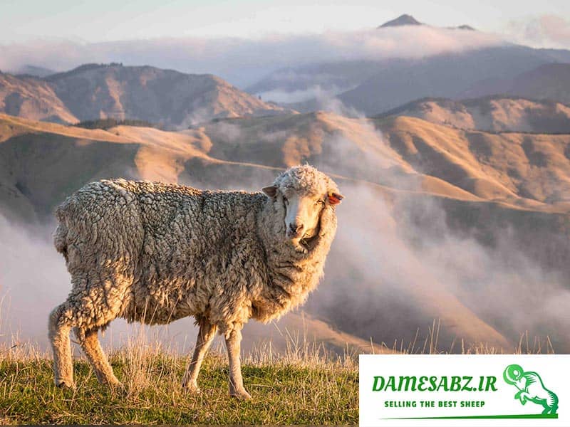 آشنایی با گوسفند مرینوس نژاد گوسفندان مرینوس دام سبز