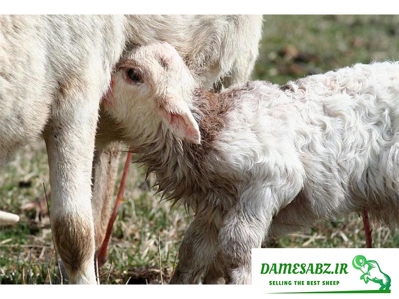 اهمیت آغوز گوسفند برای بره و بزغاله دام سبز