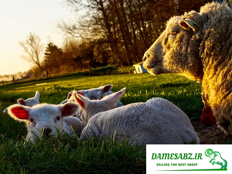 اهمیت آغوز گوسفند برای بره و بزغاله دام سبز