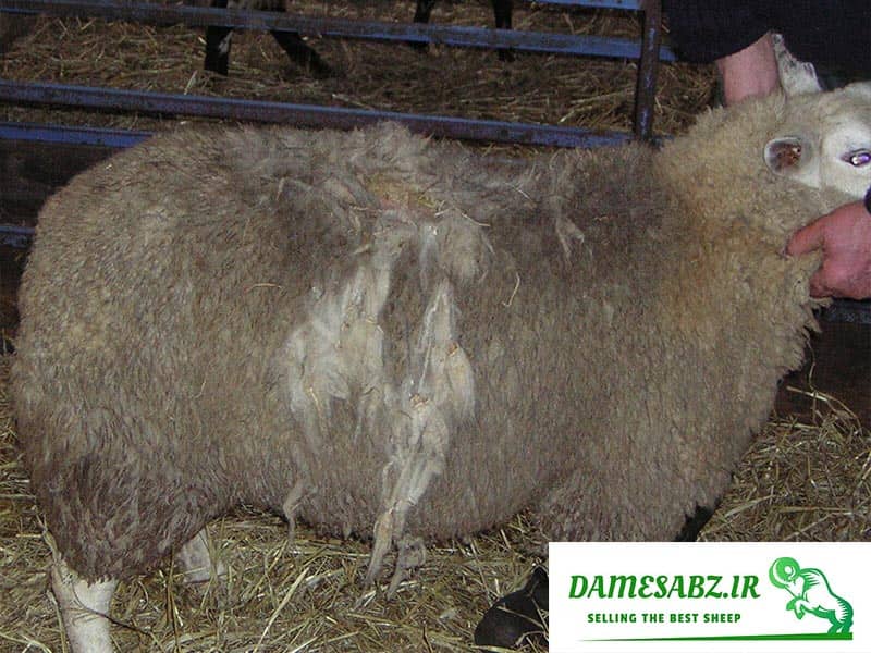راهنمای انگل زدایی گوسفند کرم داخلی و خارجی گوسفندان چیست؟ دام سبز