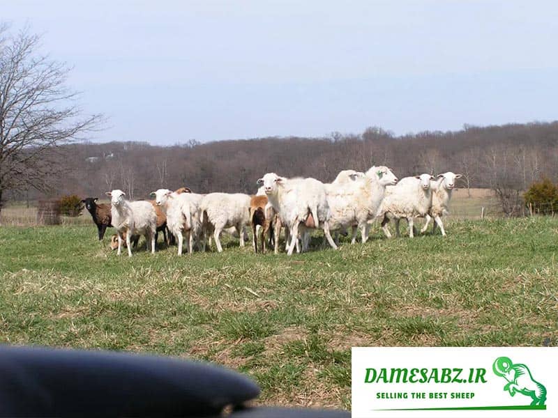 راهنمای انگل زدایی گوسفند کرم داخلی و خارجی گوسفندان چیست؟ دام سبز